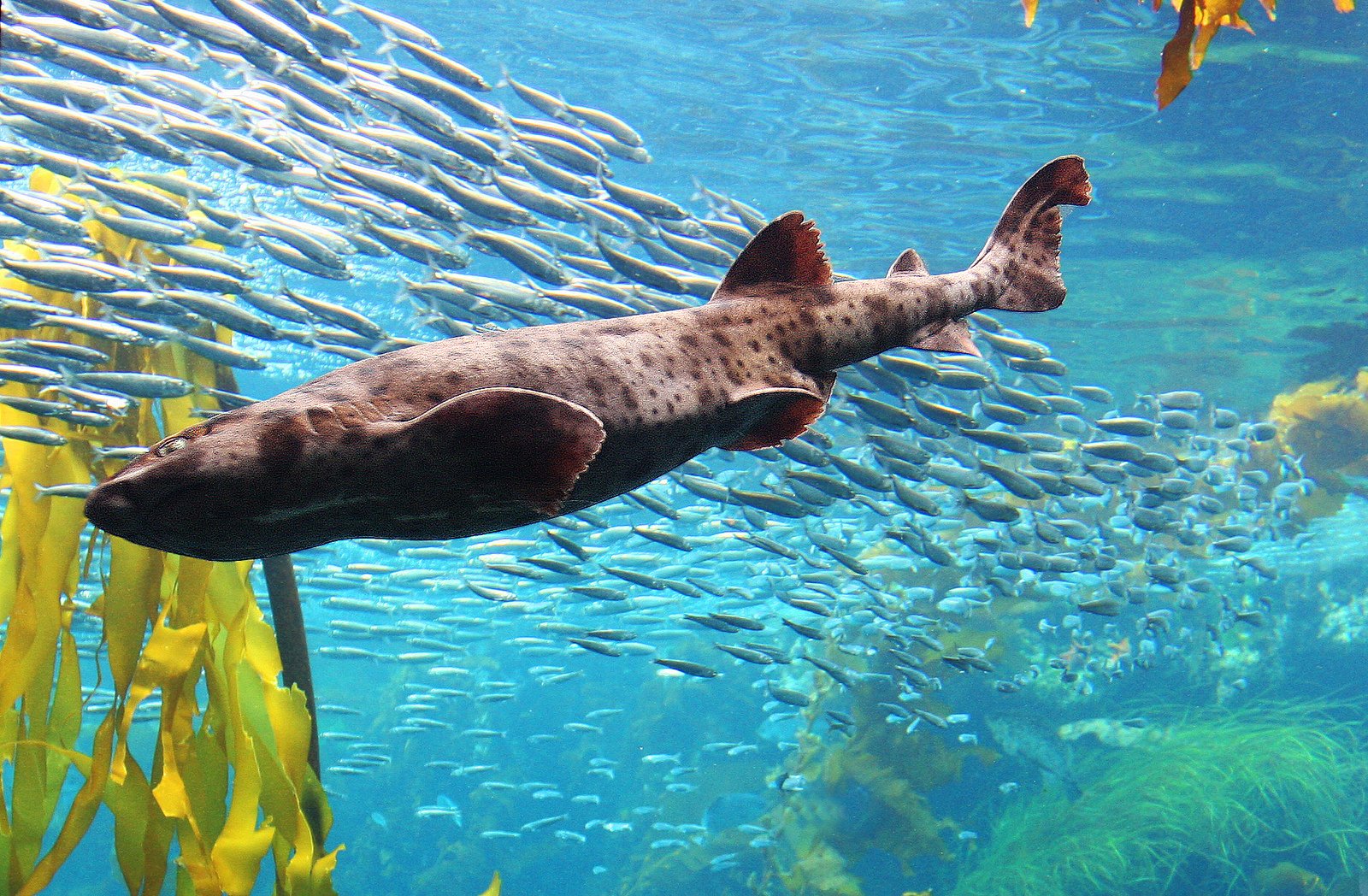 Something Fishy: Research Discovers Why Fish May Be Nearing Extinction