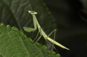 A Bug’s Life: Extraordinary Images By Israeli Photographer Capturing ...