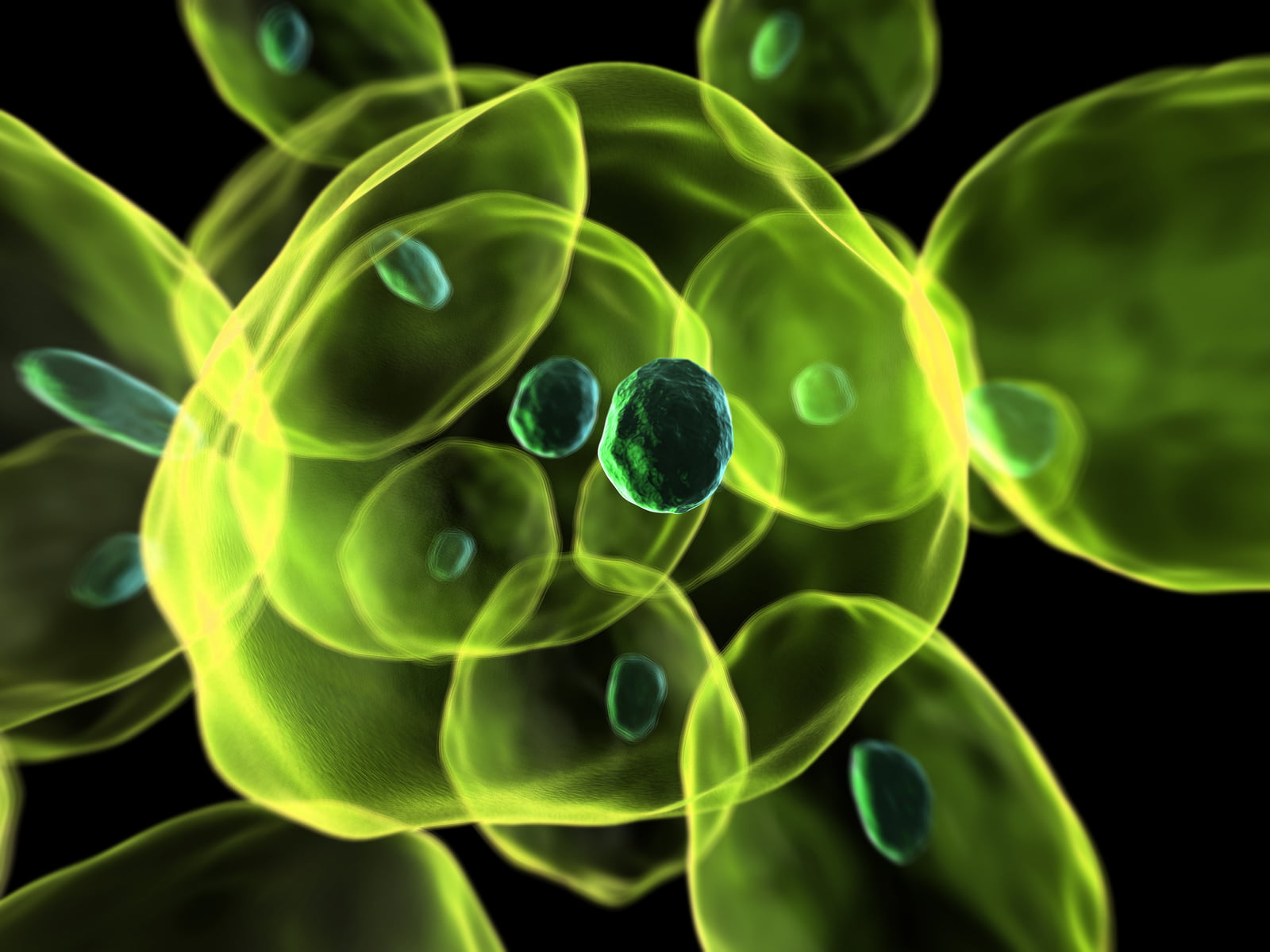 Israeli Scientists Develop First Haploid Human Stem Cells