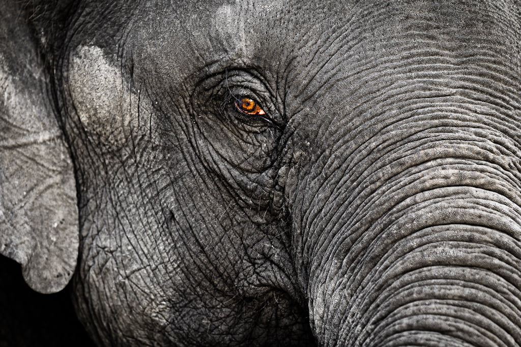 Elephants’ Genes Used To Fight Cancer