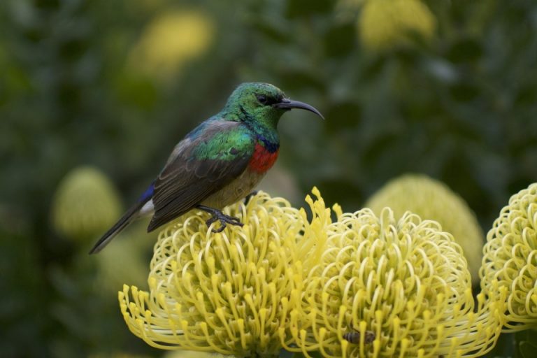 bitter nectar attracts pollinating birds