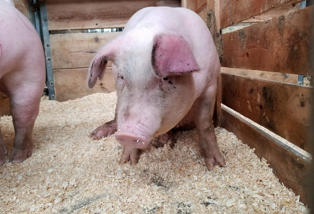 Kibbutz Animal Research Institute Says Pigs Can Save Lives
