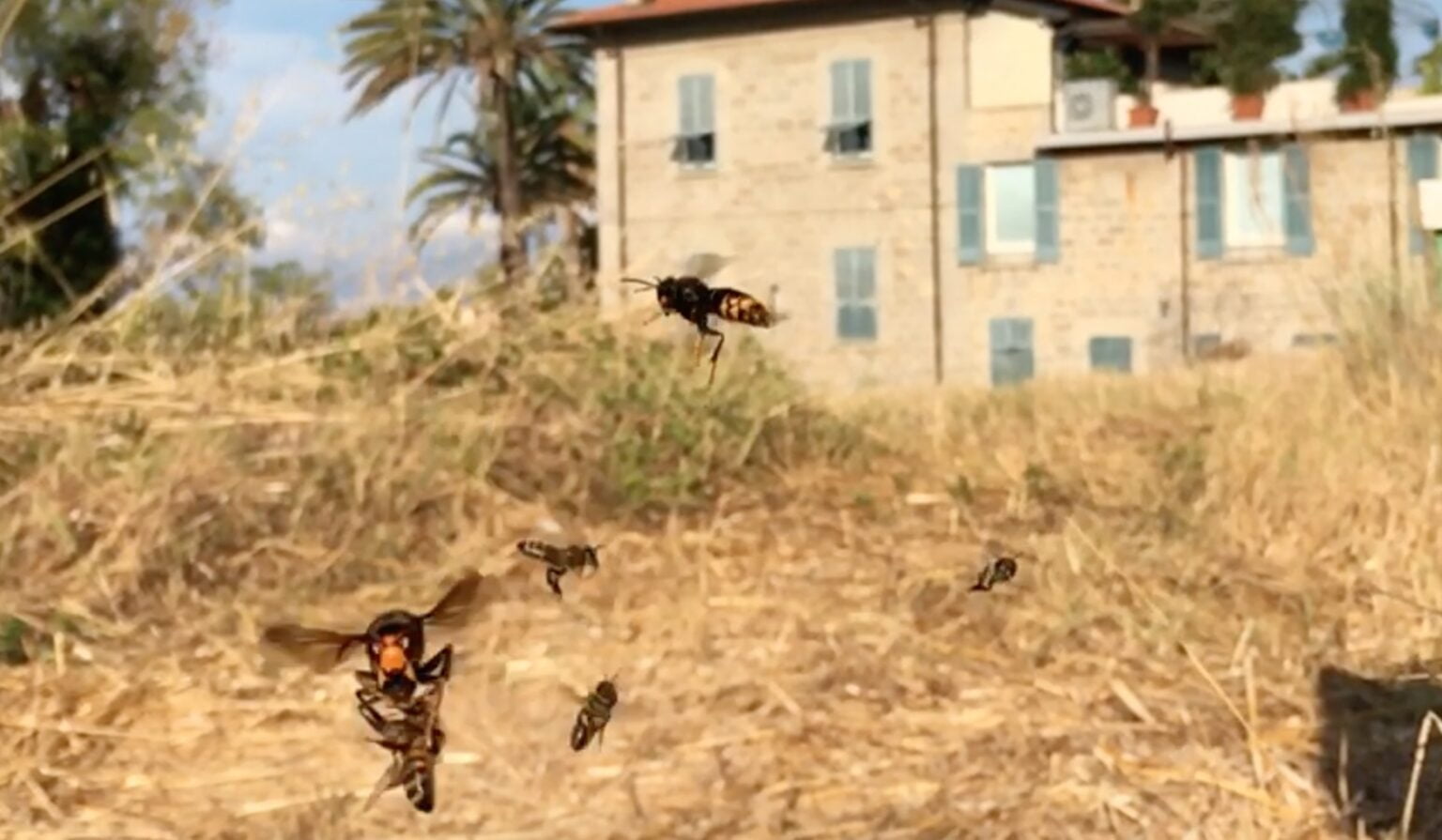 7 Israeli Bee Tech Firms Protecting Bee Populations, Global Agriculture