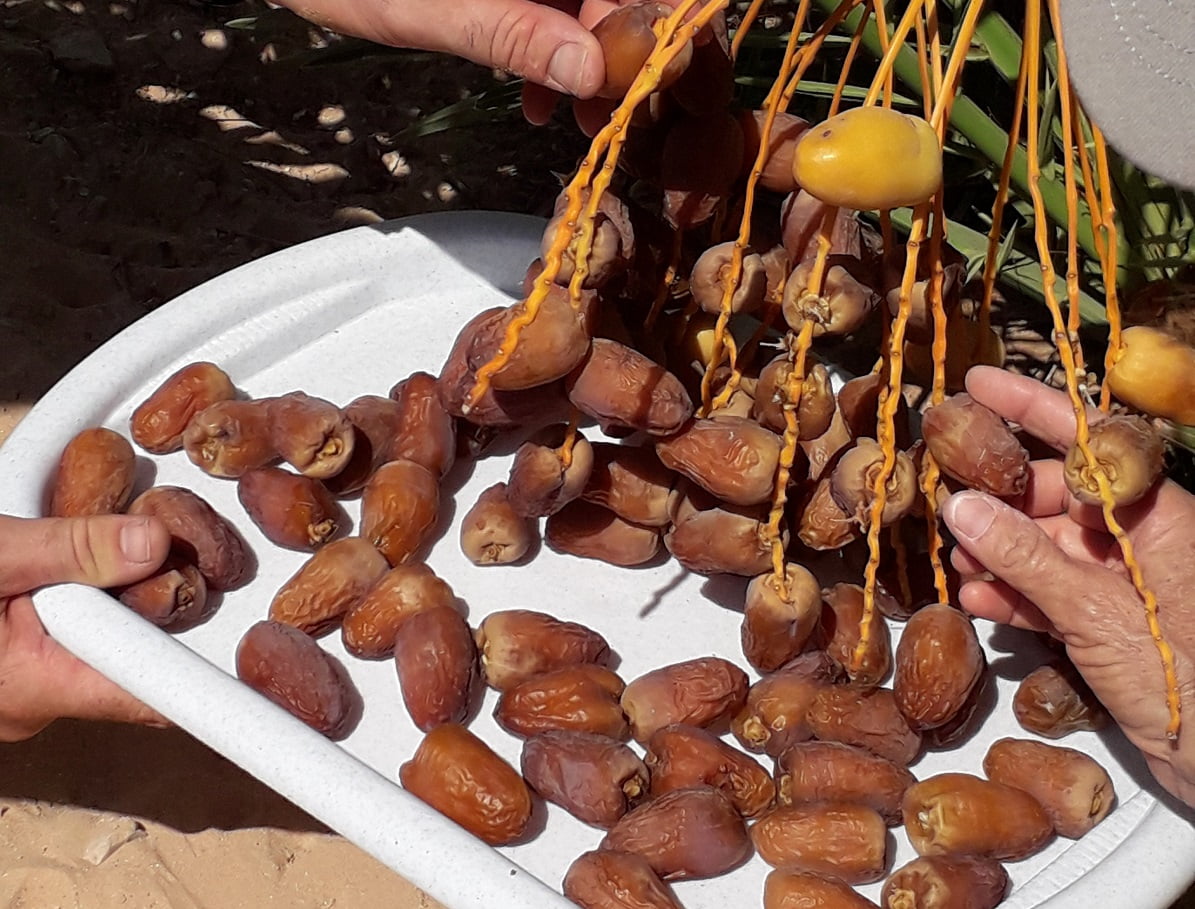 What Do 2,000-Year-Old Ancient Judean Dates Taste Like?