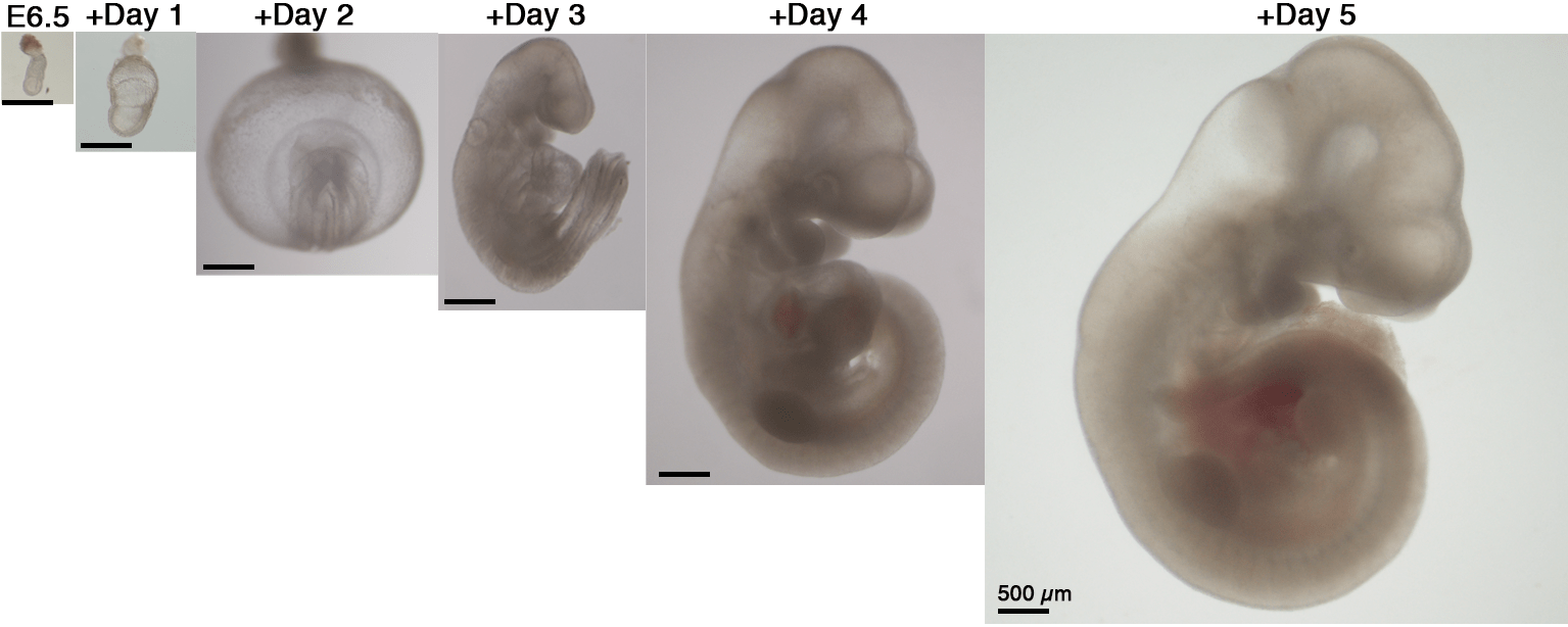 Israeli Scientists Grow Mouse Embryos Outside The Womb