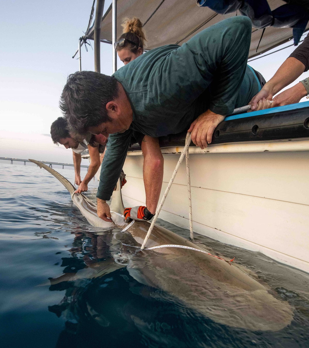 Israeli Marine Conservationist Named National Geographic 'Emerging ...