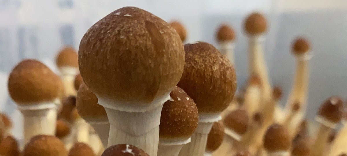 Israeli Startup Develops Nasal Spray With Psychedelic Drugs For PTSD