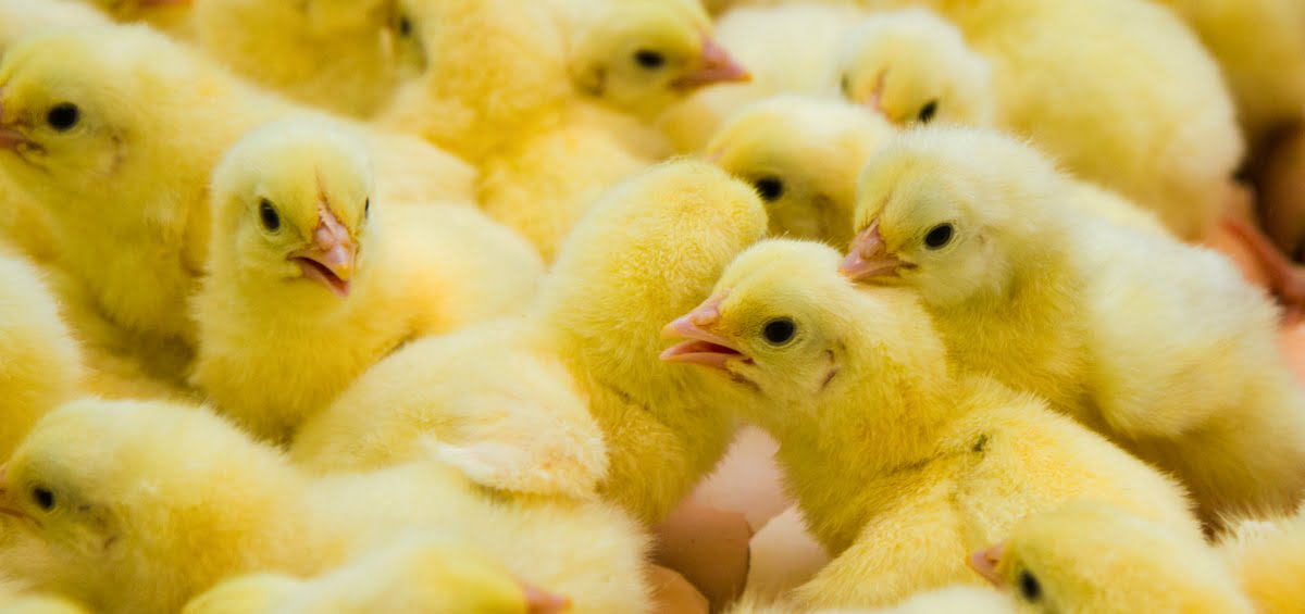 Soundwaves Save Male Chicks – By Making Them Female