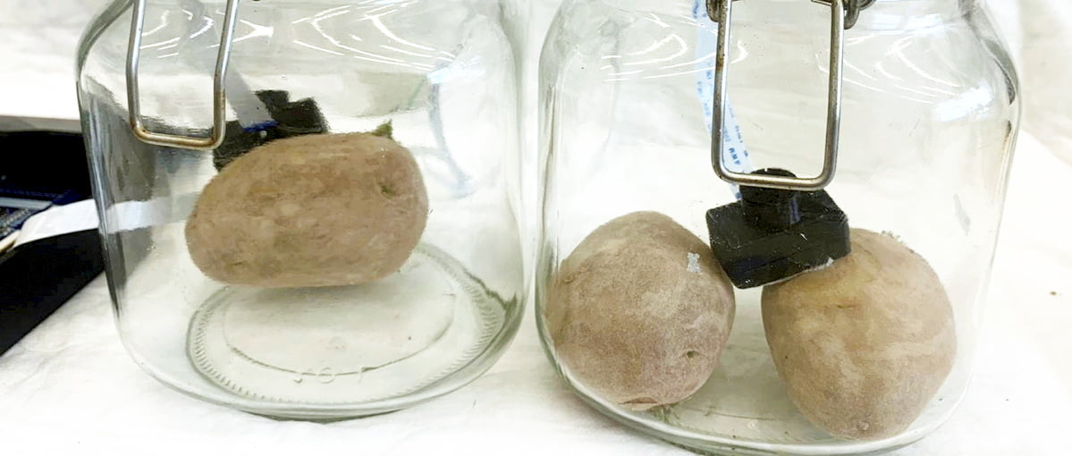 Sensor Smells Out Disease To Save Tons Of Healthy Potatoes