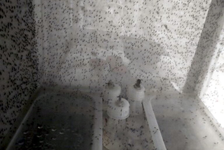 Stay Bite-Free With A Weekly Delivery Of Mosquito Maggots