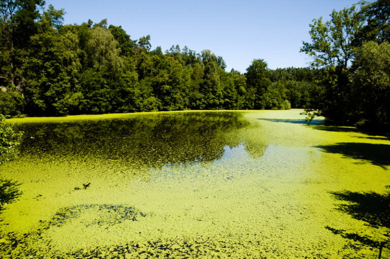 Algae, The Natural Alternative To Dyeing Clothes With Chemicals