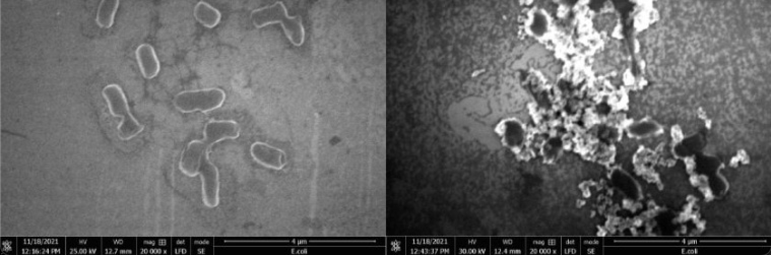 Everlasting Germ Killer, In Paint, Fabric, Plastic And More