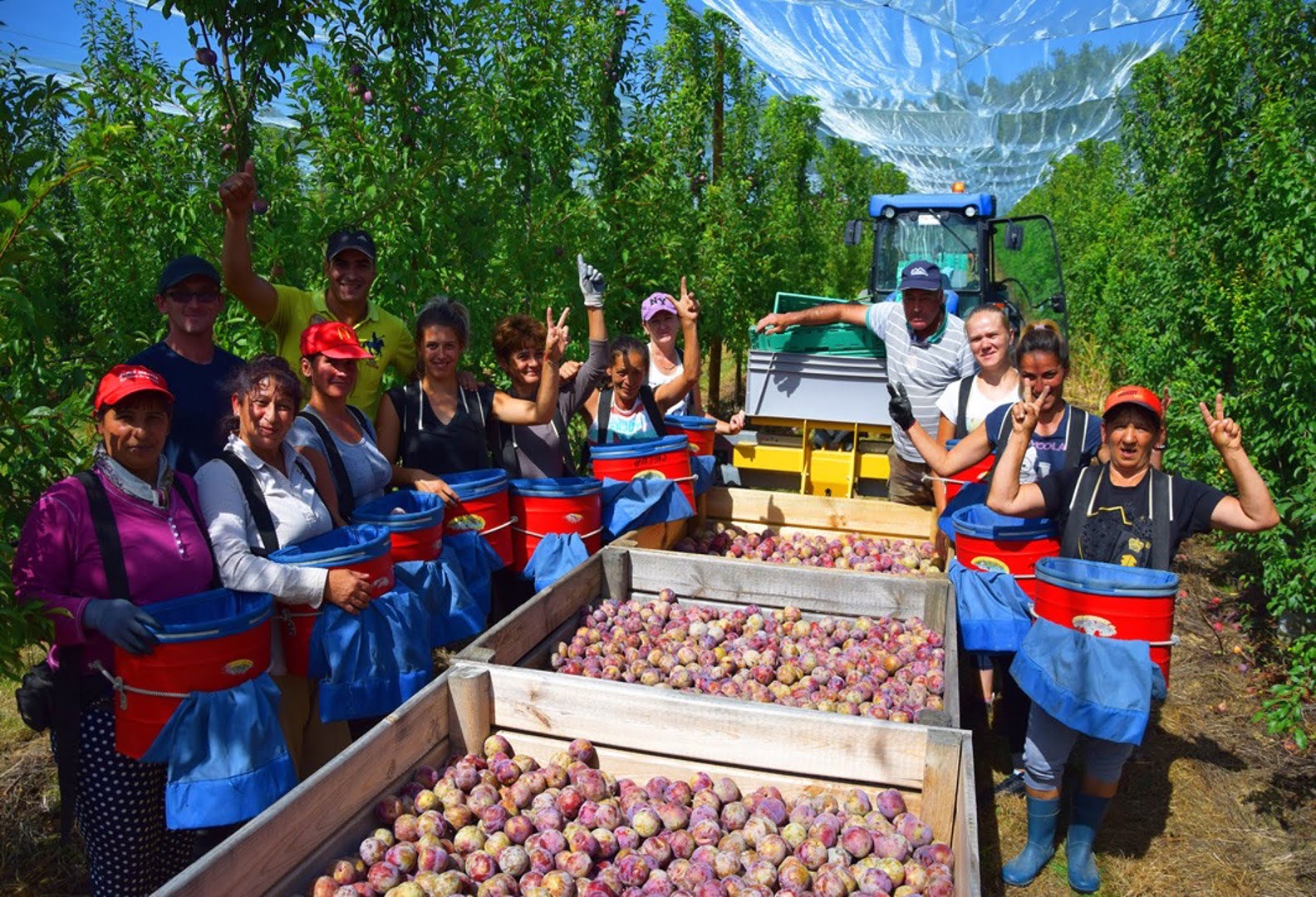 The Watermelon Plum That's Beating Climate Change