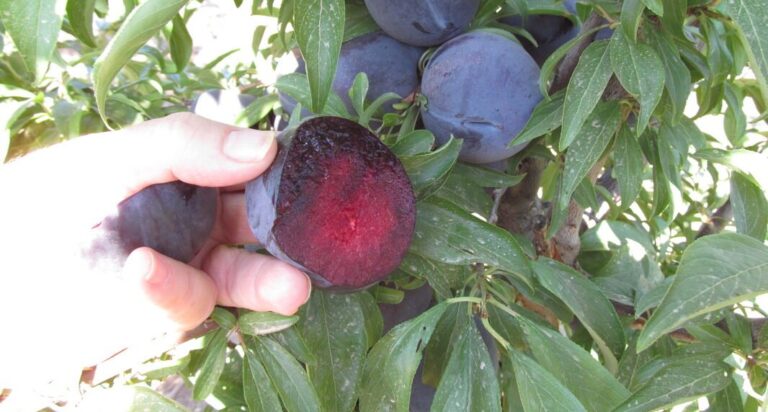 The Watermelon Plum That's Beating Climate Change