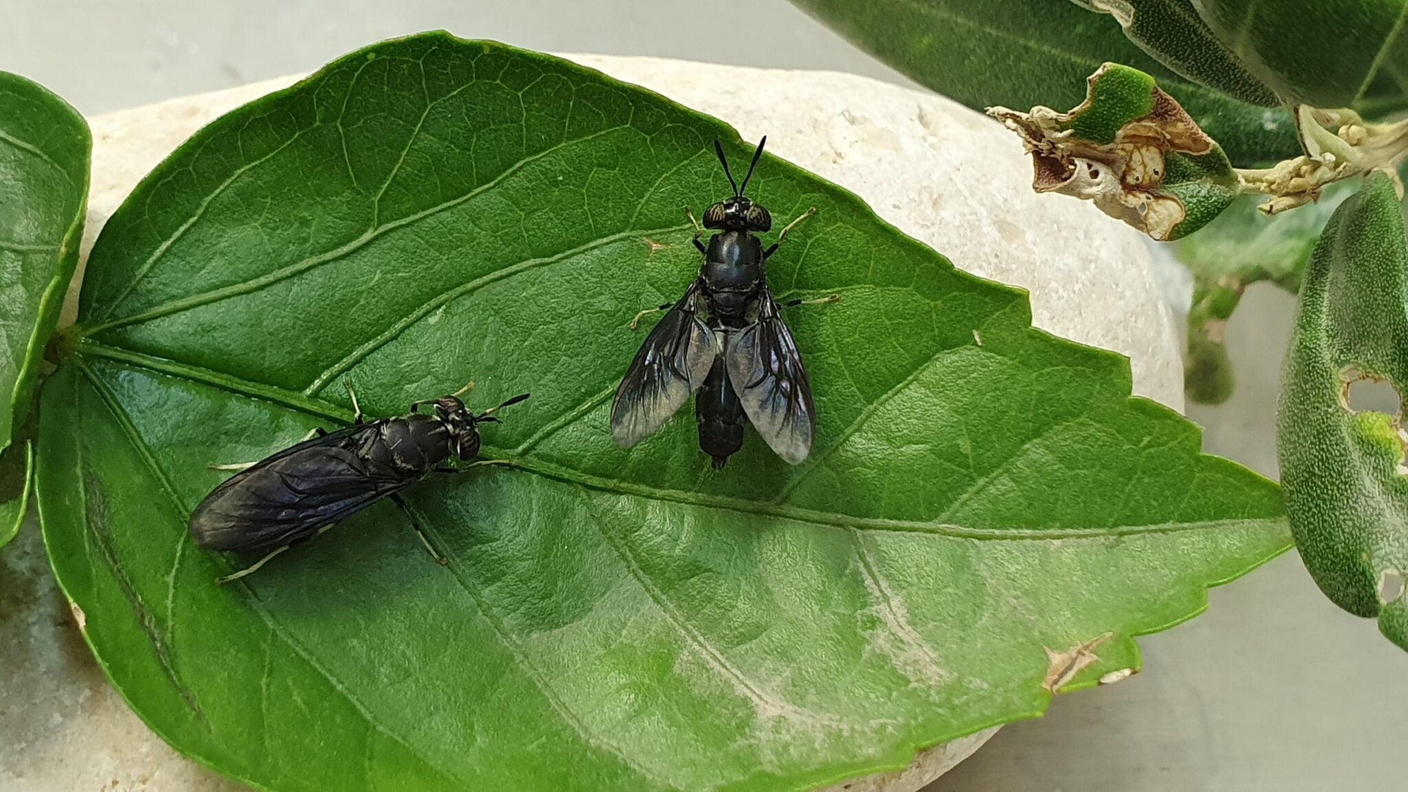 Made From Maggots: New Fuel For Planes And Ships