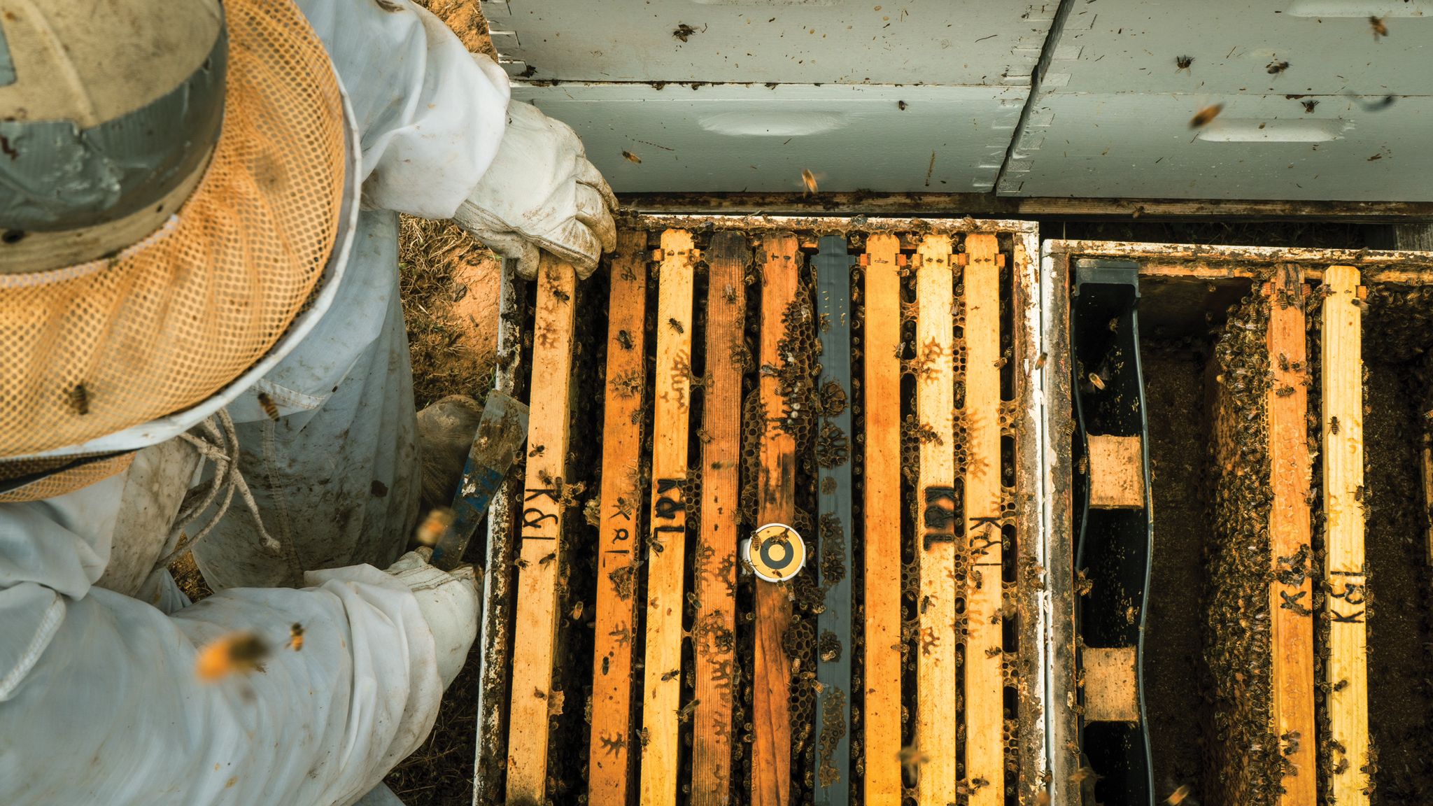 Beehive Monitoring Company Expands In Australia With New HQ