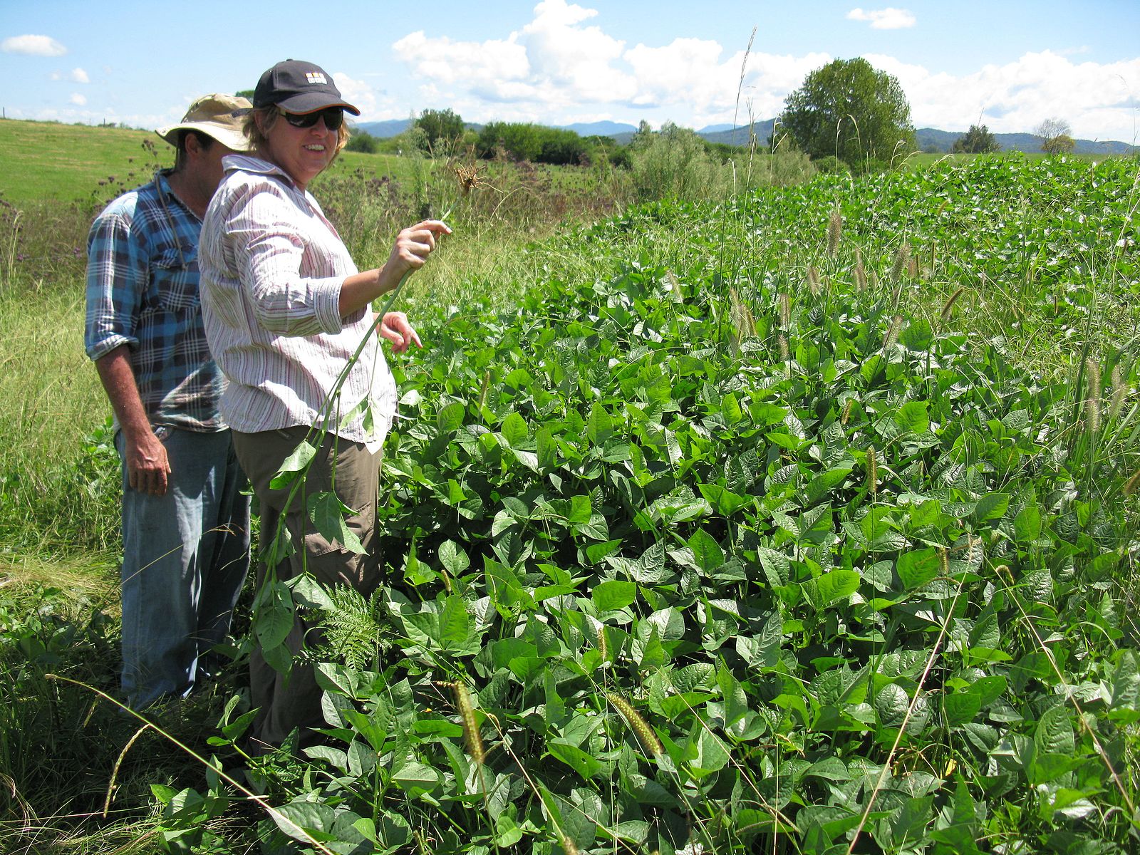 Gene-Editing An Ancient Crop To Help Feed The World