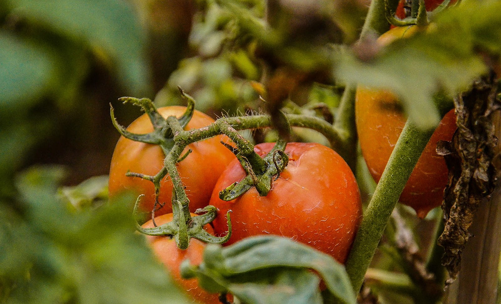 Tech Saves Farmers From Using Too Much Fertilizer