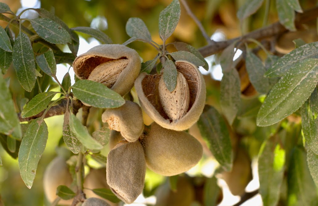 Machine Pollination Tackles Climate Change