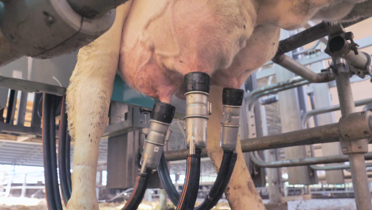 Robot Milking System Aims For Happier Cows And Higher Yield