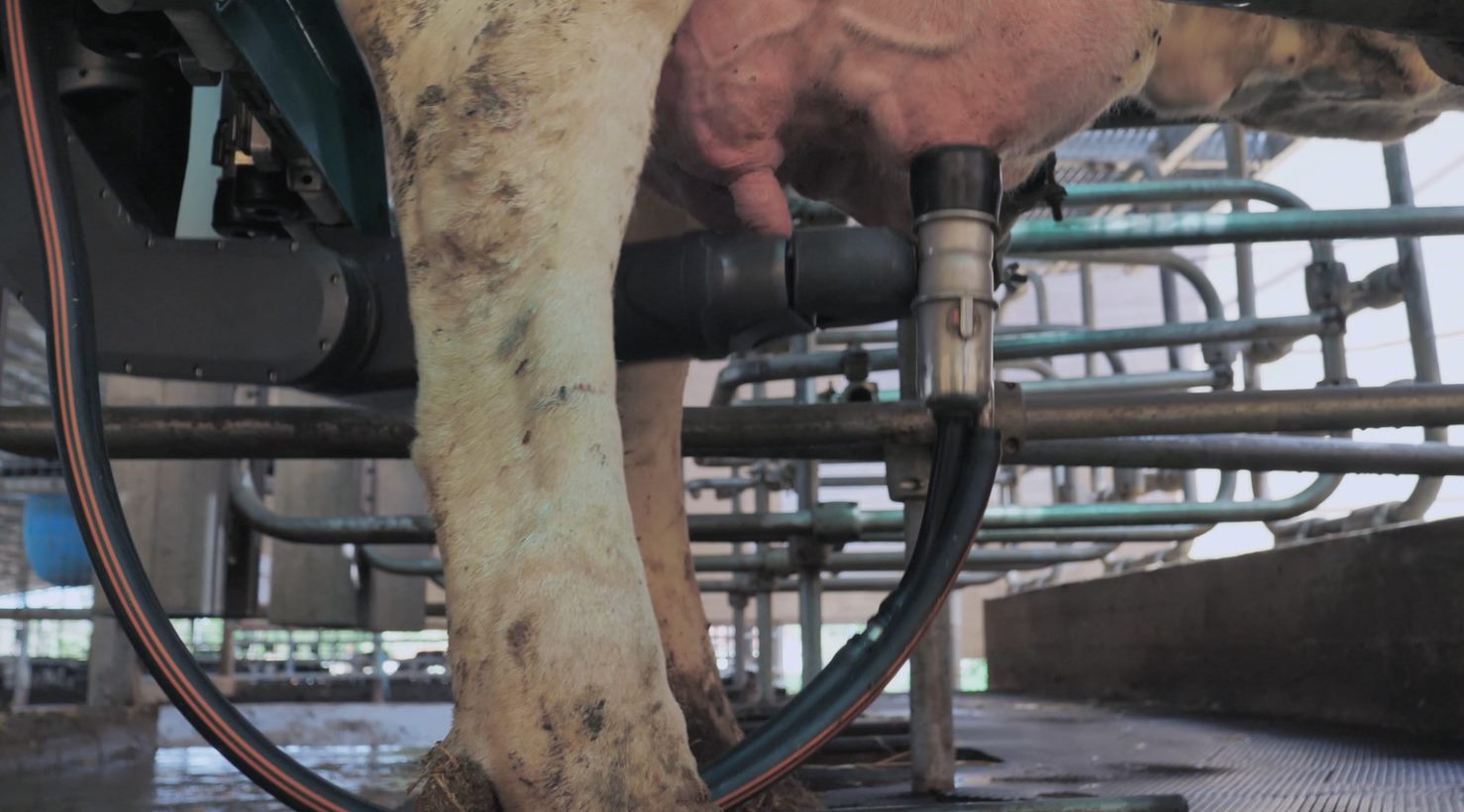 Robot Milking System Aims For Happier Cows And Higher Yield
