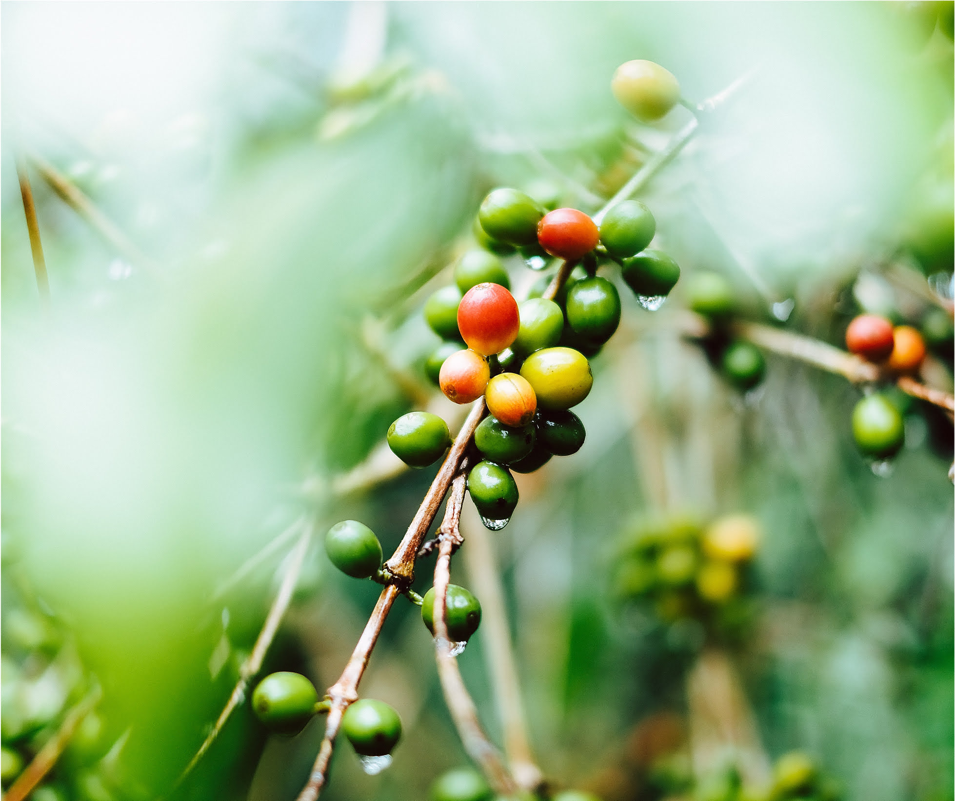 Coffee Goes Green With Home-Roasted Beans