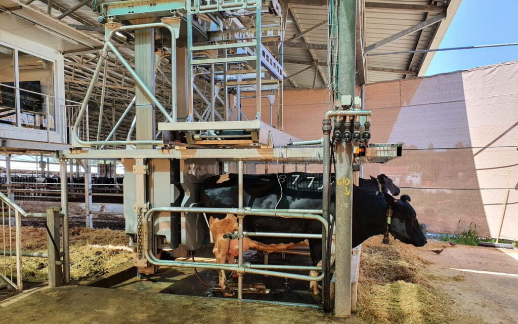 Robot Milking System Aims For Happier Cows And Higher Yield