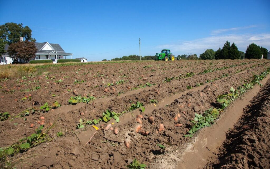 Feeding The World’s Livestock, One Potato At A Time