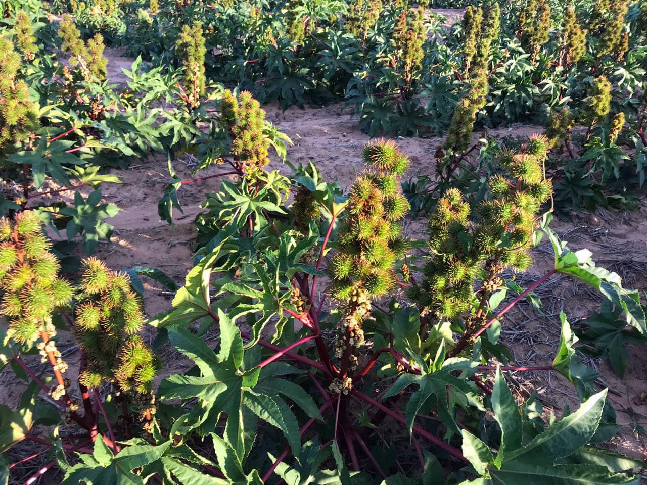 Israelis Engineer High-Yield Seed Oil For Better Biofuel Production