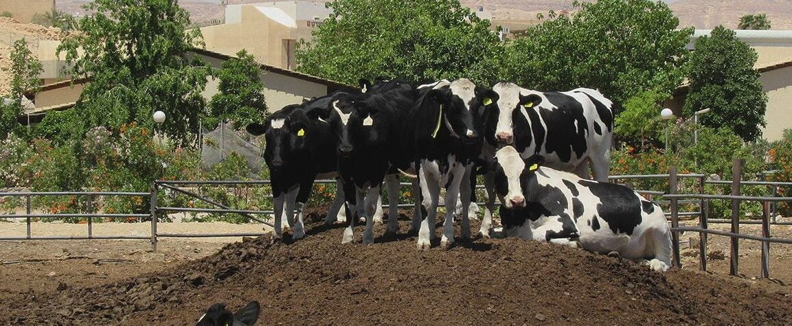 Startup Says Antibiotic-Free Therapy For Cows Yields Better Milk