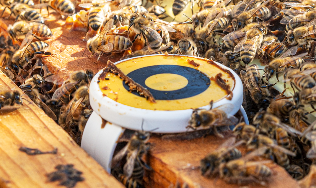 Hive Mind: Keeping An Eye - And Ear - On Billions Of Bees