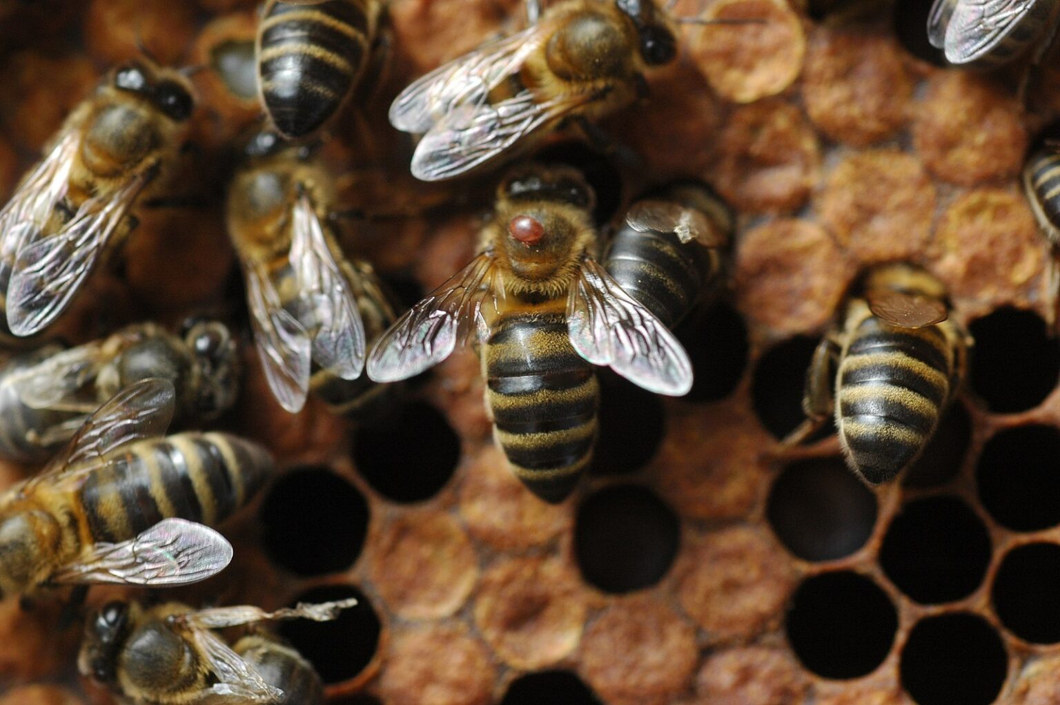 Bee Happy: New Device Protects Hives From Colony-Killing Mites