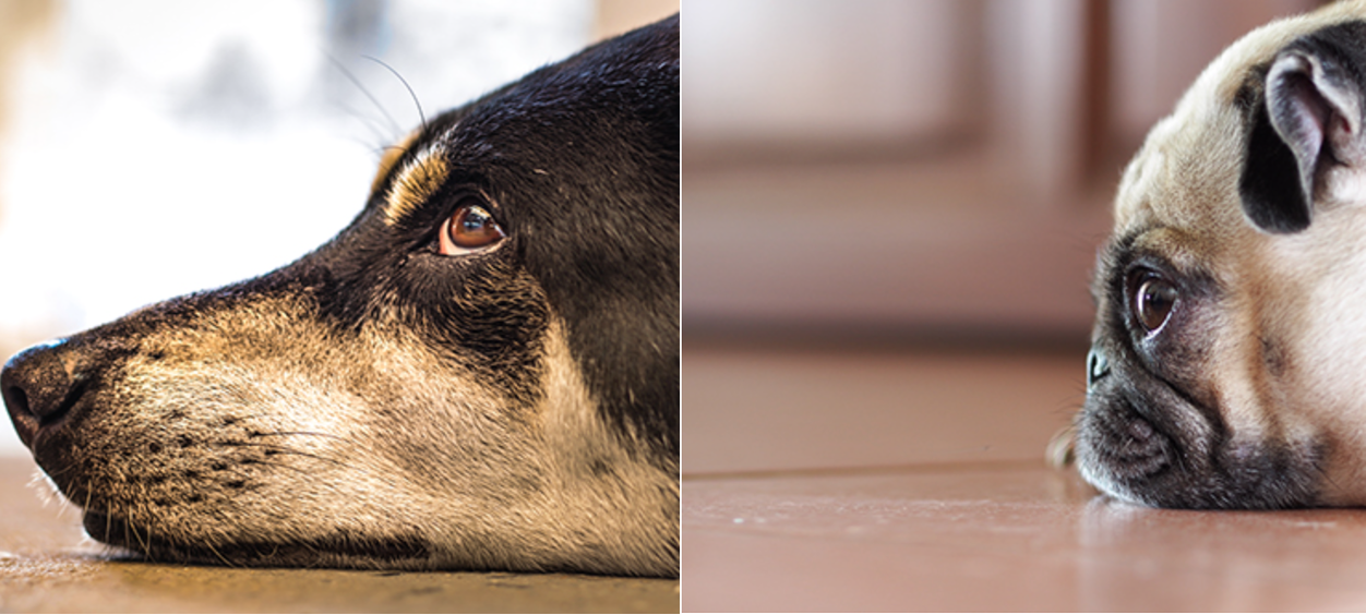 AI Doggie Doctor Diagnoses Breathing Problems In Pugs & Boxers