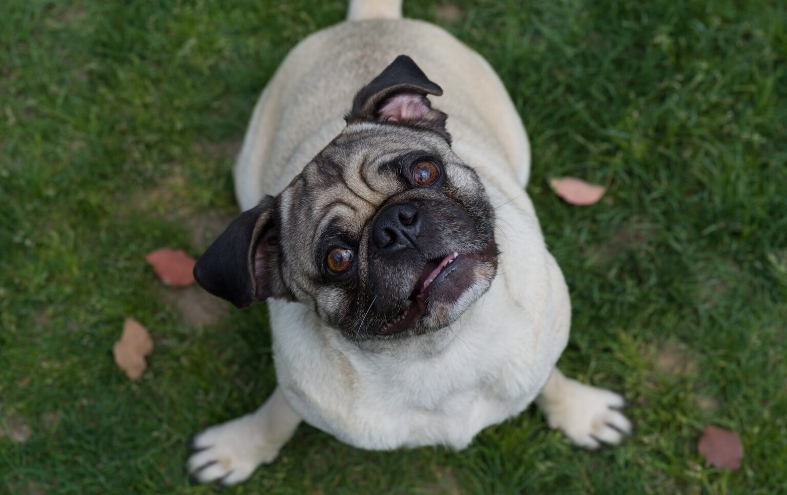 AI Doggie Doctor Diagnoses Breathing Problems In Pugs & Boxers ...