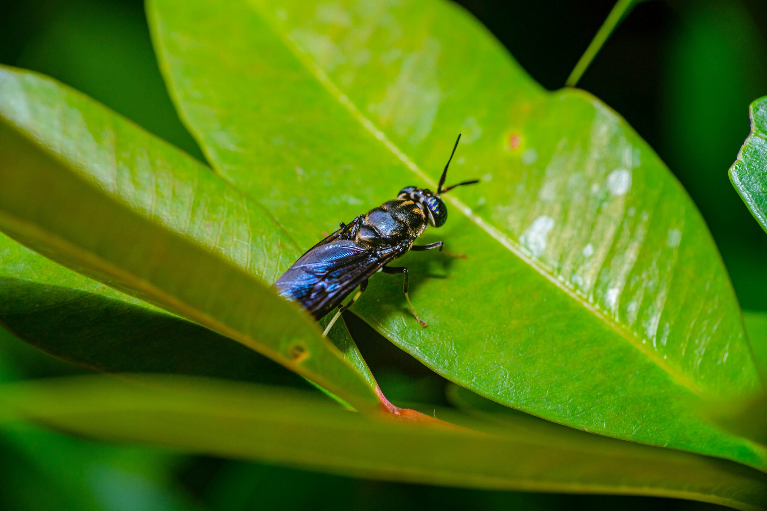 Insect Protein Startup Raises 14 2m To Accelerate Market Expansion