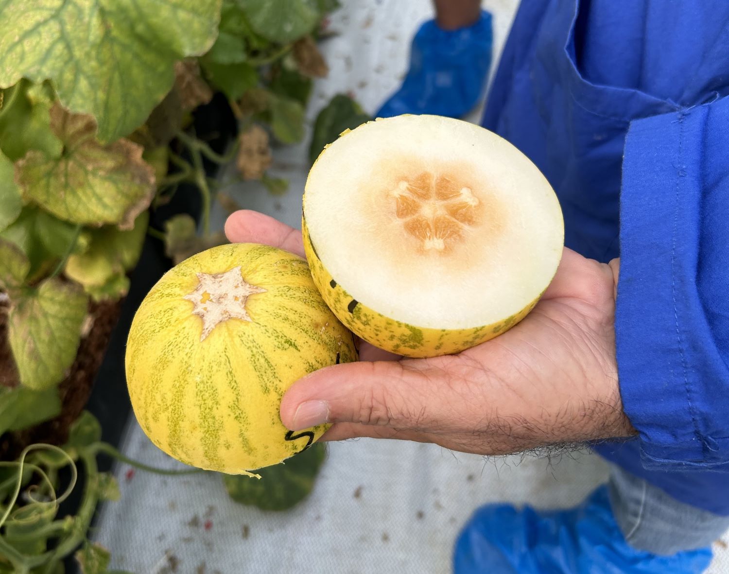 Mini Melons Are Made Just Right For A Single Serving