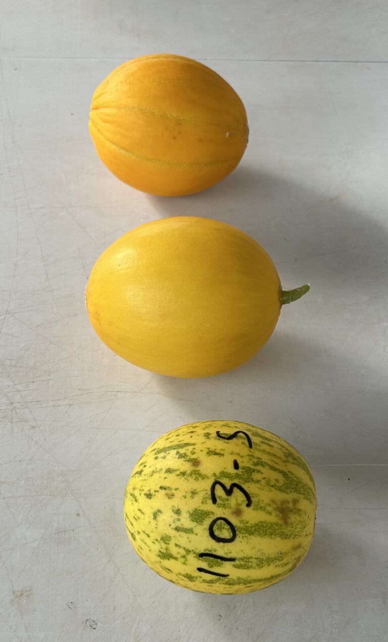 Mini Melons Are Made Just Right For A Single Serving