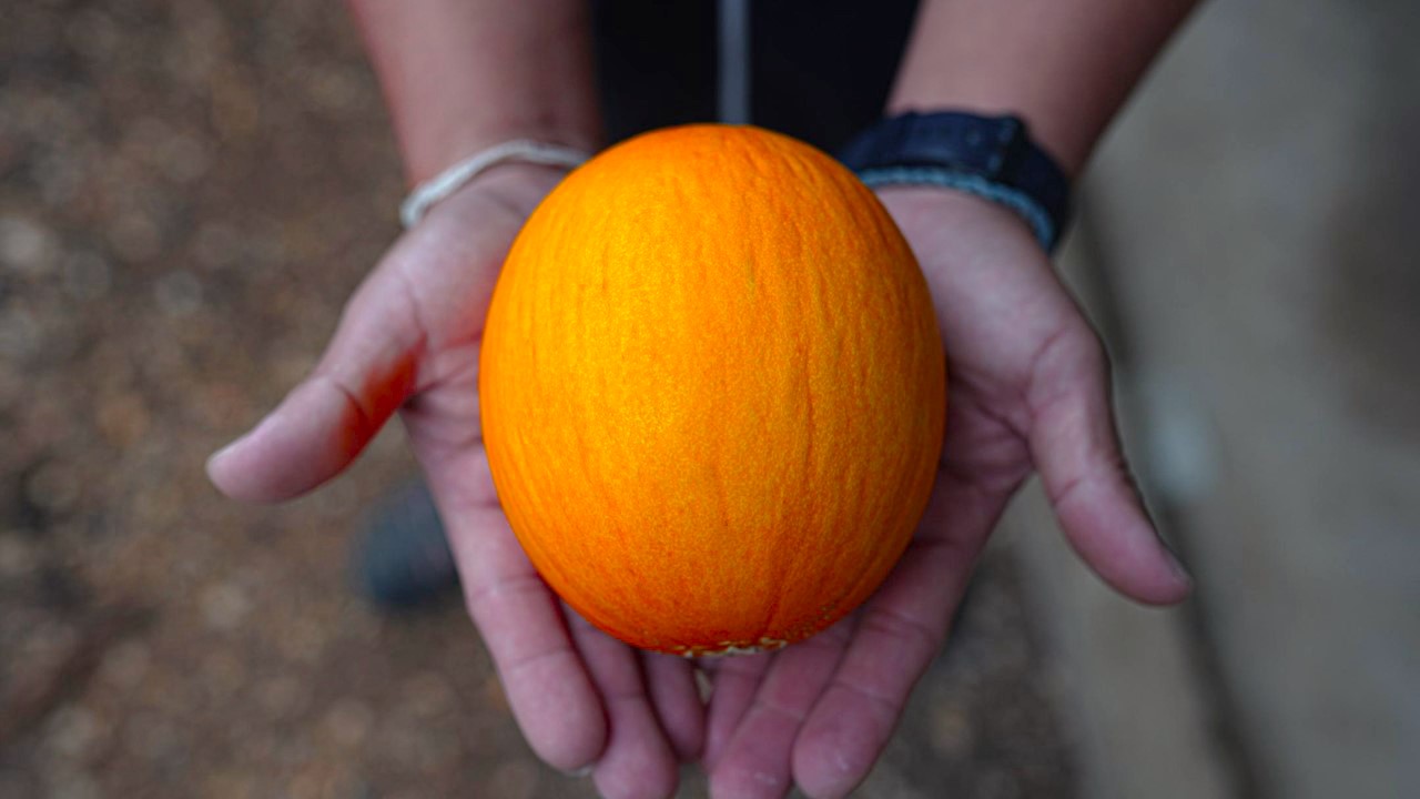 Mini Melons Are Made Just Right For A Single Serving