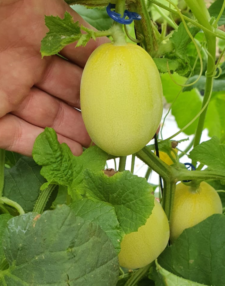 Mini Melons Are Made Just Right For A Single Serving