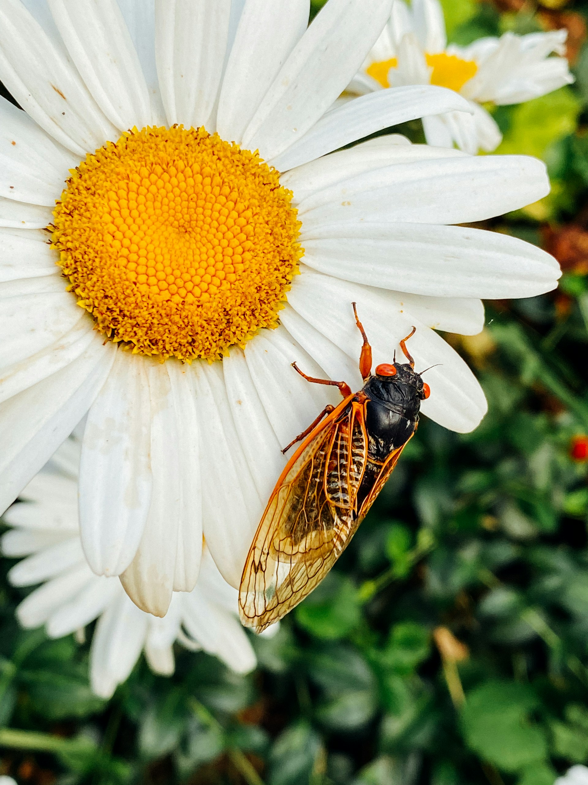 How insect DNA could change the face of cosmetic & car industries