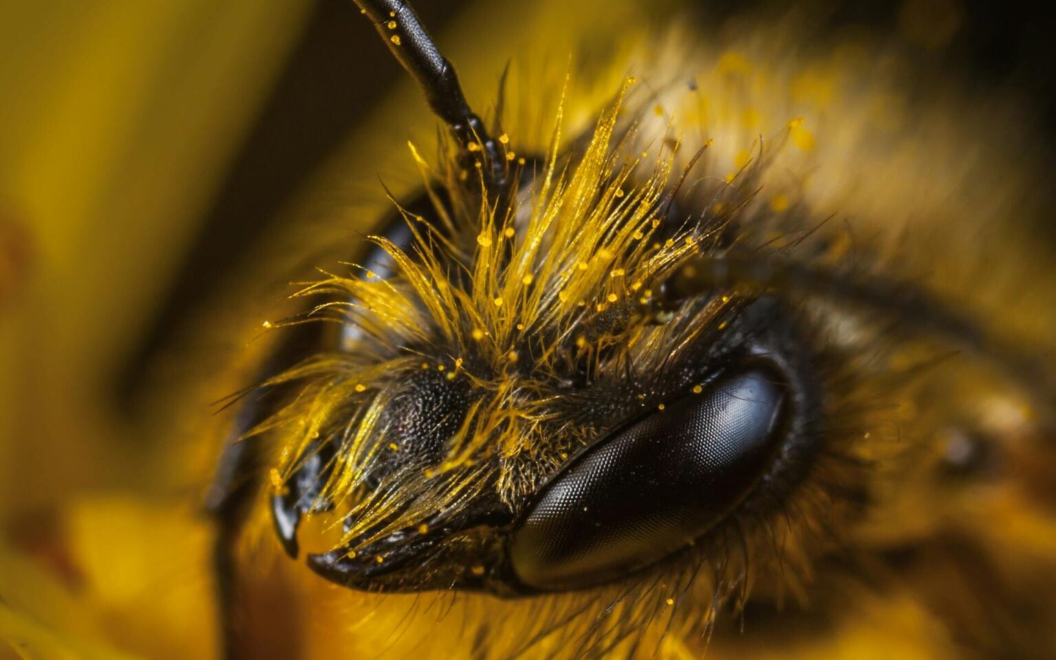 AI-Powered Device Transforms Drones Into Pollination Machines