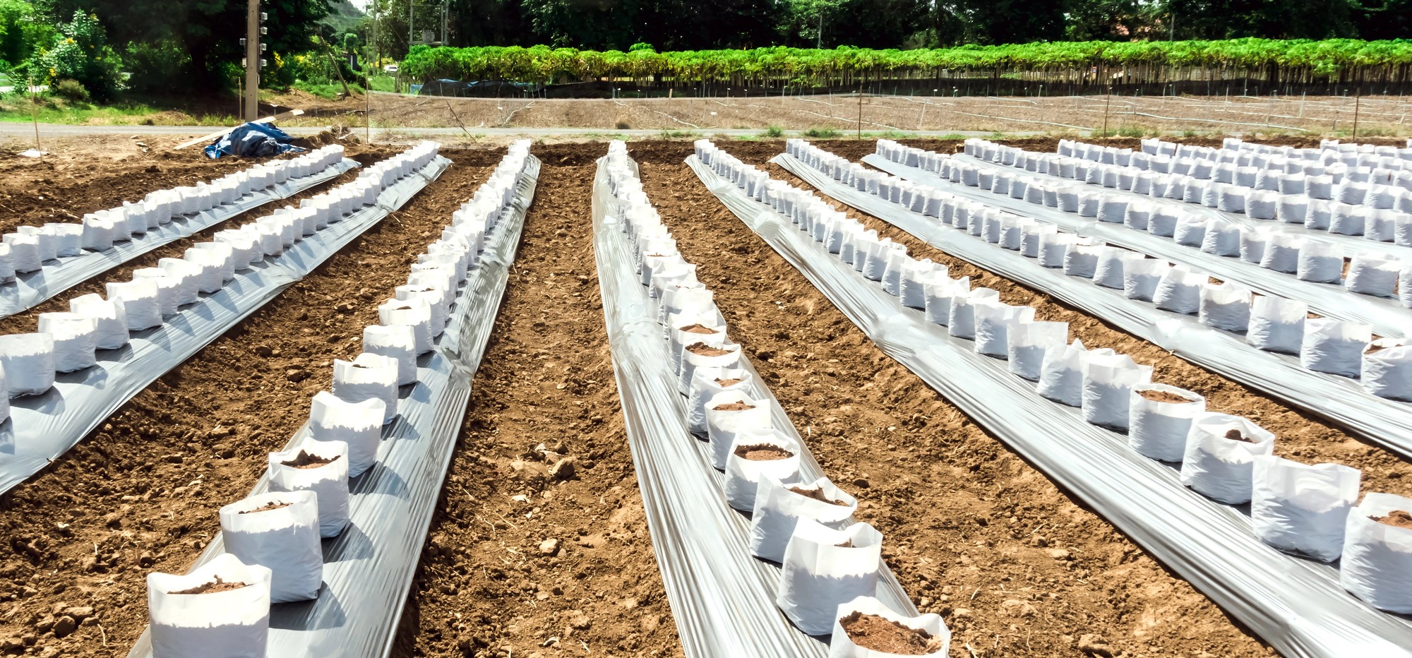 AI Platform Watches Crops 24/7 To Prevent A Fertilizer Overdose
