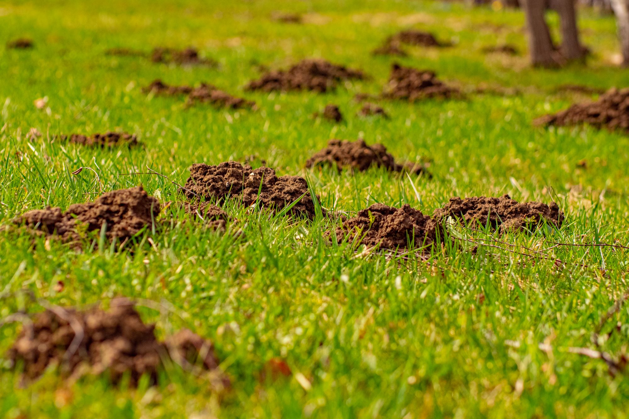 Sound-Emitting Device Safely Keeps The Moles From The Door
