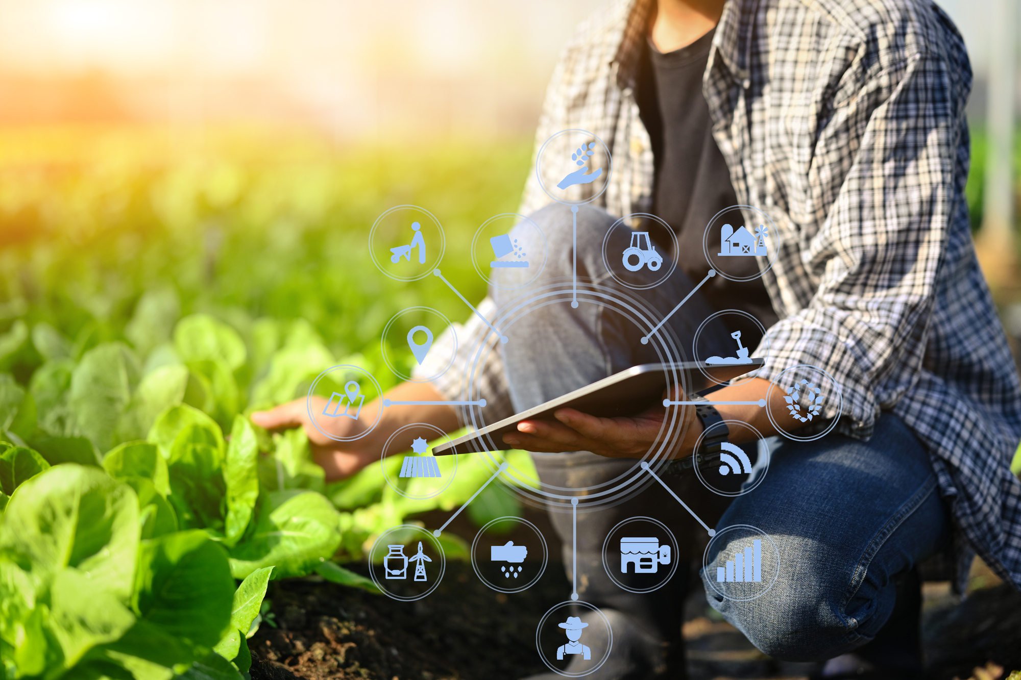 AI Platform Watches Crops 24/7 To Prevent A Fertilizer Overdose